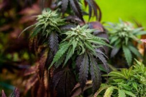 Purple Haze strain marihuana: Opiniones y Efectos REALES