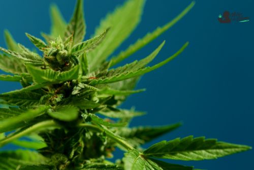 Berry White strain marihuana: Opiniones y Efectos REALES