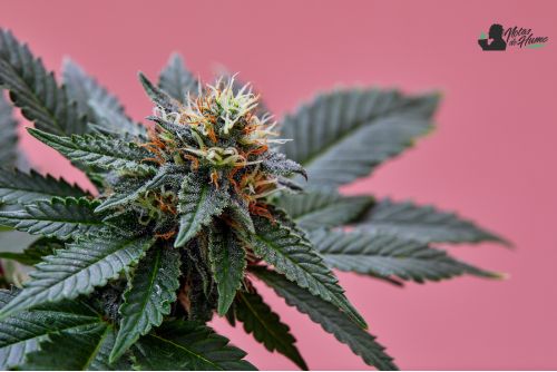 King Louis XIII strain marihuana: Opiniones y Efectos REALES