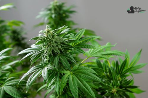 MK Ultra strain marihuana: Opiniones y Efectos REALES