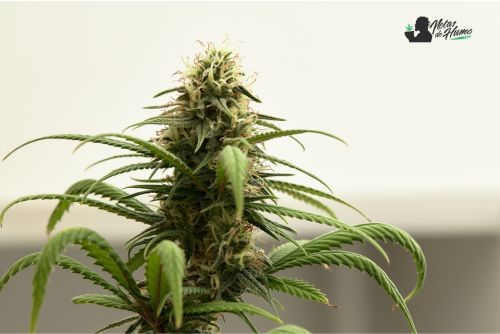 Gelato strain: Opiniones y Efectos REALES